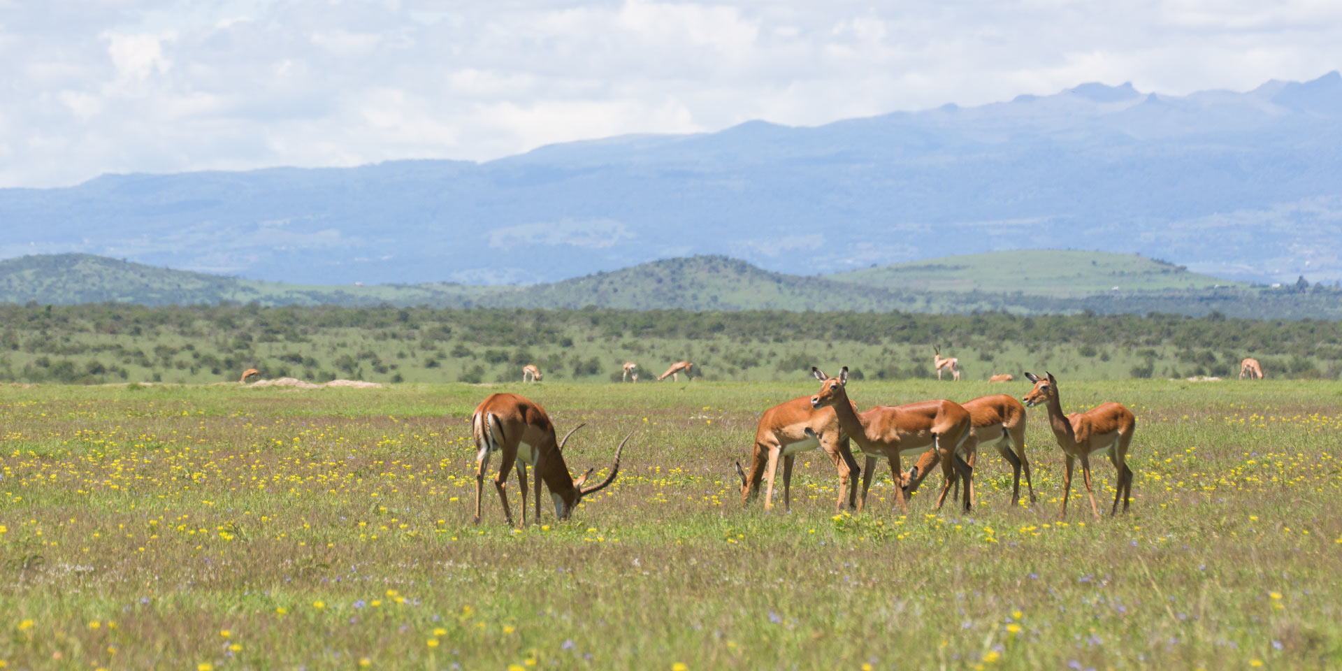 An Essential Travel Guide to Laikipia County : Top things to do