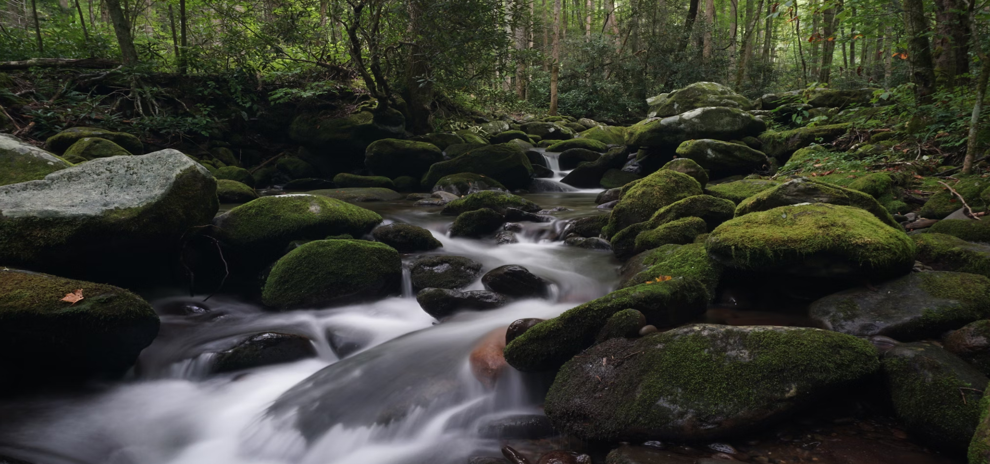 Your Guide To An Unforgettable Visit To Karura Forest